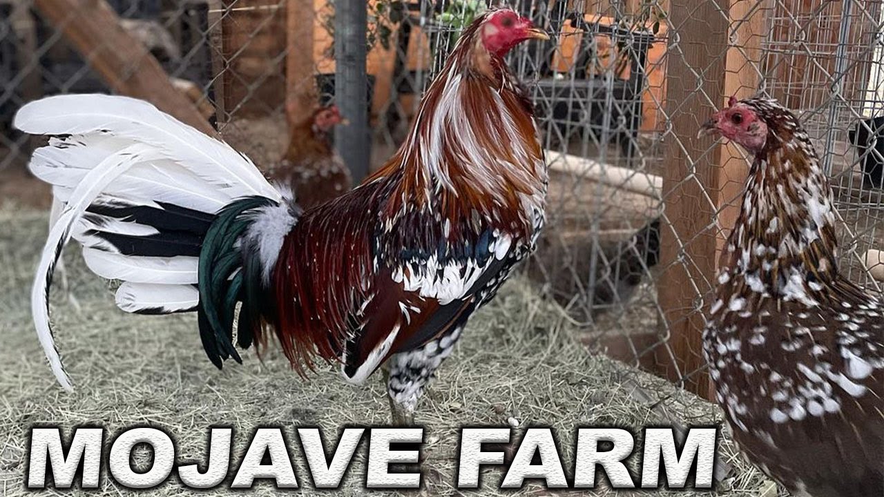 Pure Sweater Spangled Hatch Yellow Leg Albany - MOJAVE FARM Beautiful ...