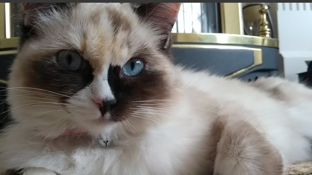 How to cook a cat - YouTube