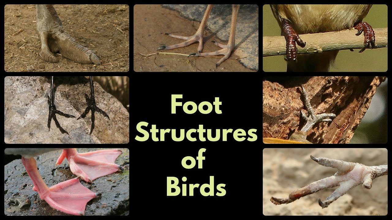 BASIC FOOT STRUCTURES OF BIRDS - YouTube