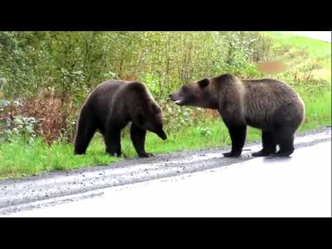 Yolda ayı kavgası !!!