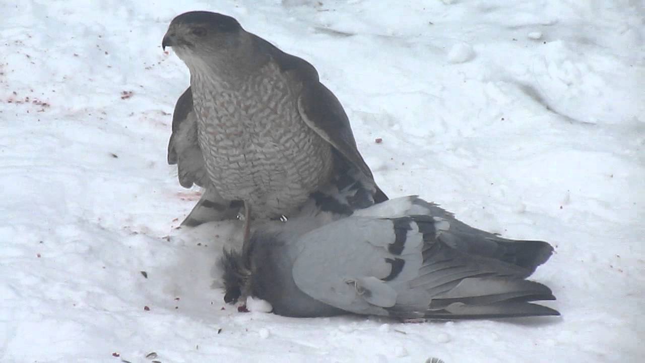 bird eaten by hawk another attack.... better than last - YouTube
