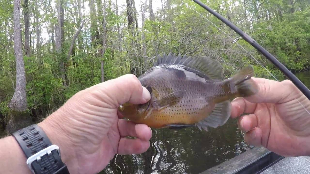catching spring panfish., bluegill and warmouth. - YouTube