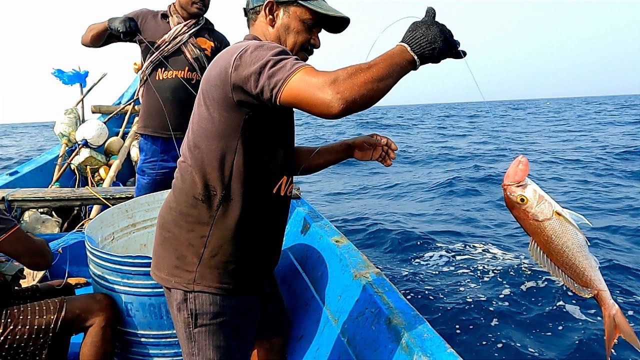 Catching Plenty of Rosy Snapper Fish in Deep Sea - YouTube
