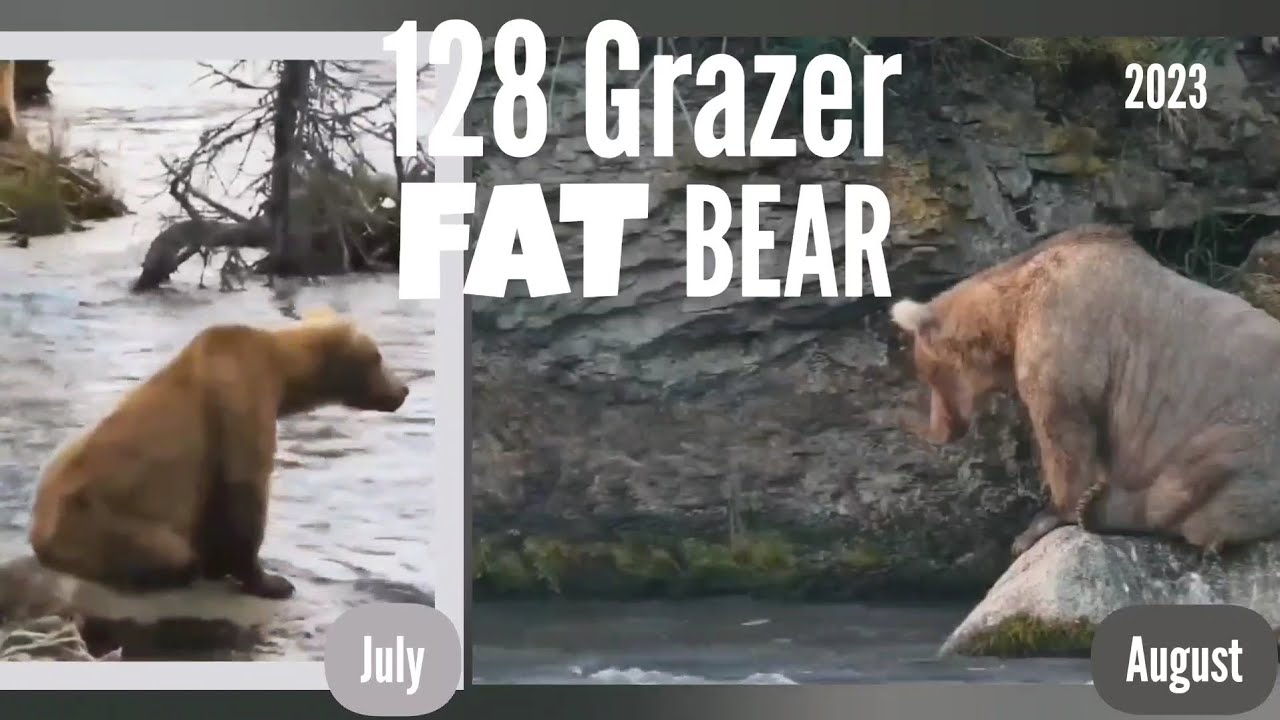 128 Grazer ︎ 2023 FAT Bear Week ︎ Explore.org - YouTube