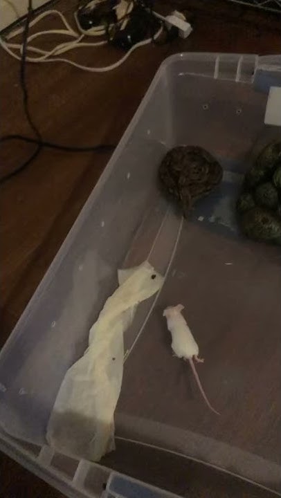 Baby Boa eats live mice 🗣Warning Live Prey - YouTube