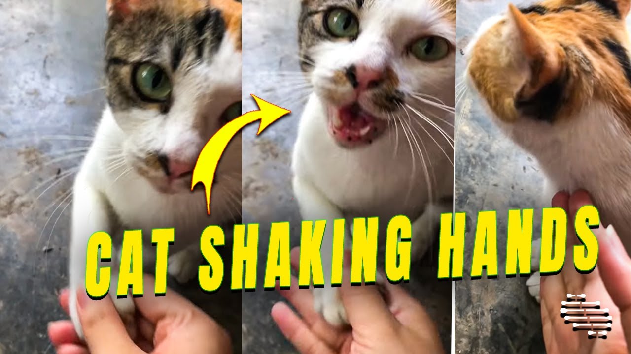Cats Shaking Hands