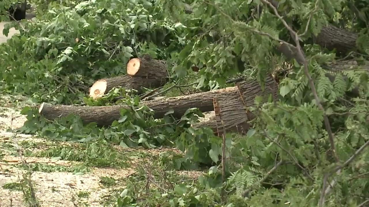 How to prepare your trees for strong wind gusts - YouTube