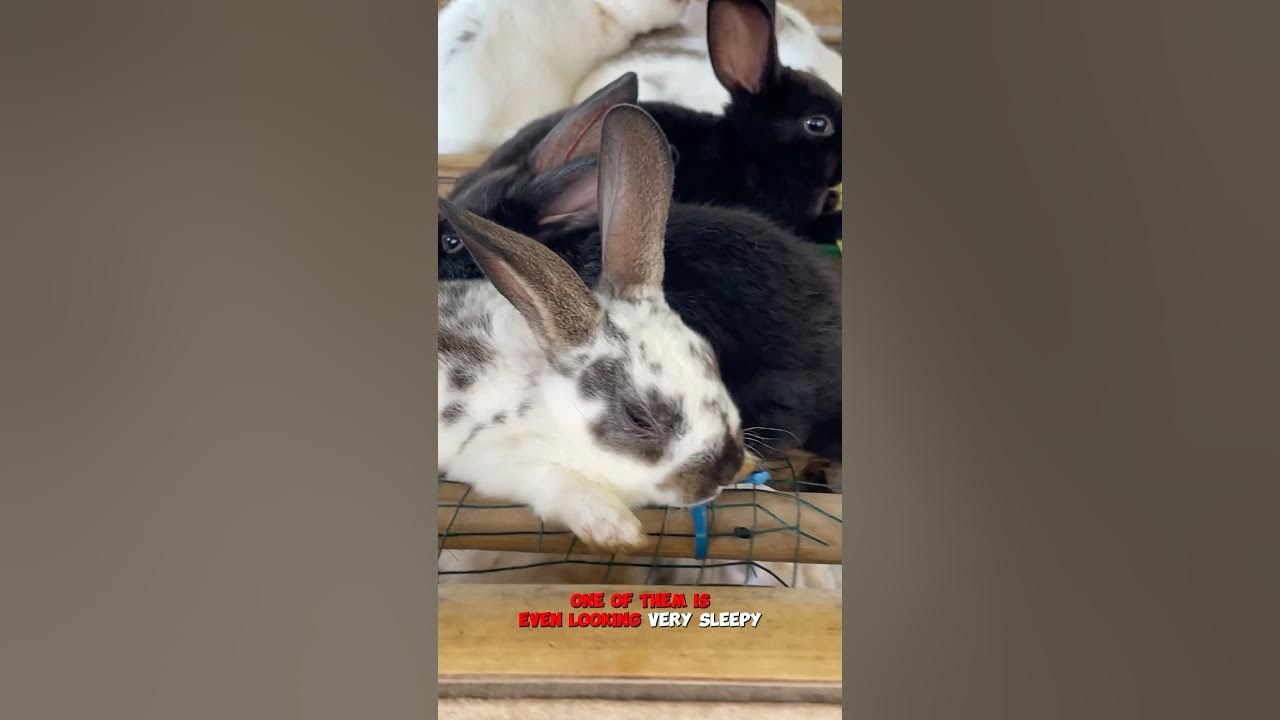 Look at these little bunnies looking so calm here 🥰🤗#bunny #rabbit #rabbitfarm #rabbitmarket ...