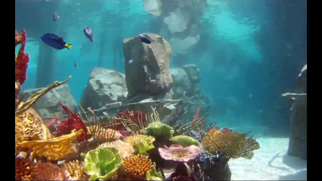 7 Facts About The Grand Reef At Discovery Cove - YouTube