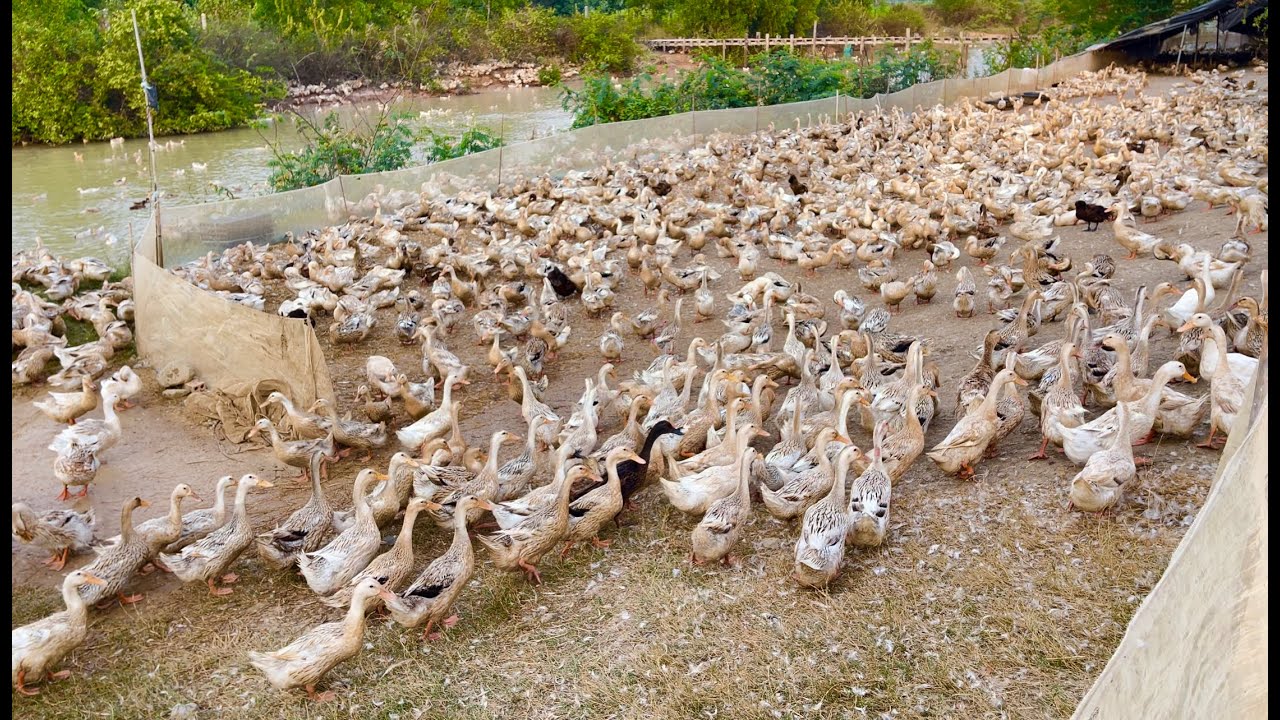 Home Farm!! How to feed and process of producing ducks for eggs - YouTube