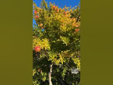 Карликовое Гранатовое Дерево 🌳 - YouTube