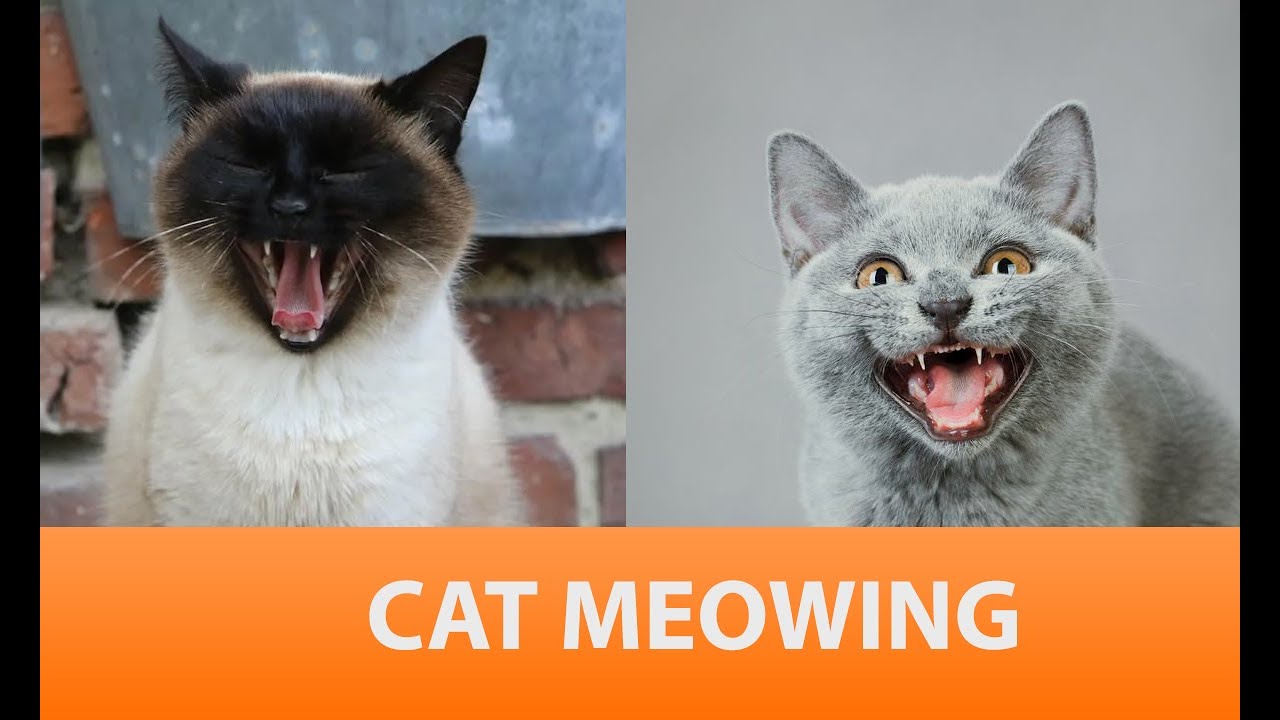Cats and Kittens Meowing Compilation Funny Cat Videos - YouTube