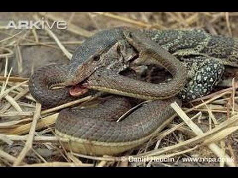 How to snake vs lizard fight part 1 - YouTube