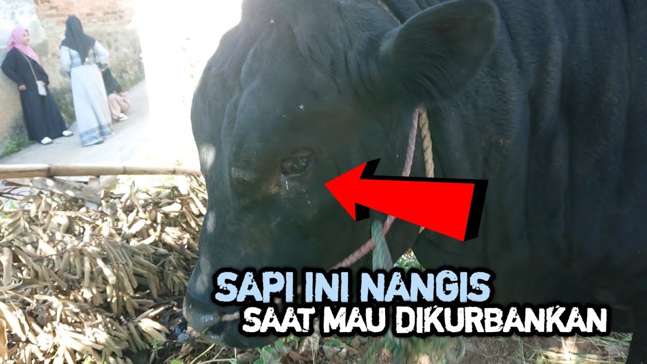 BIKIN SEDIH 😭 SAPI INI NANGIS KETIKA MAU DIKURBANKAN - YouTube