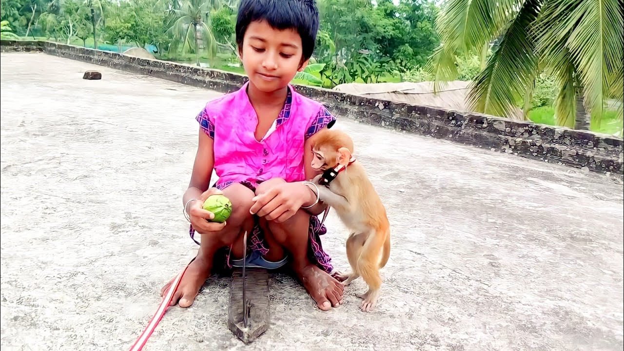 MONKEY EATING FOOD! MONKEY EATING RICE! MONKEY EAT BANANA! MONKEY ...
