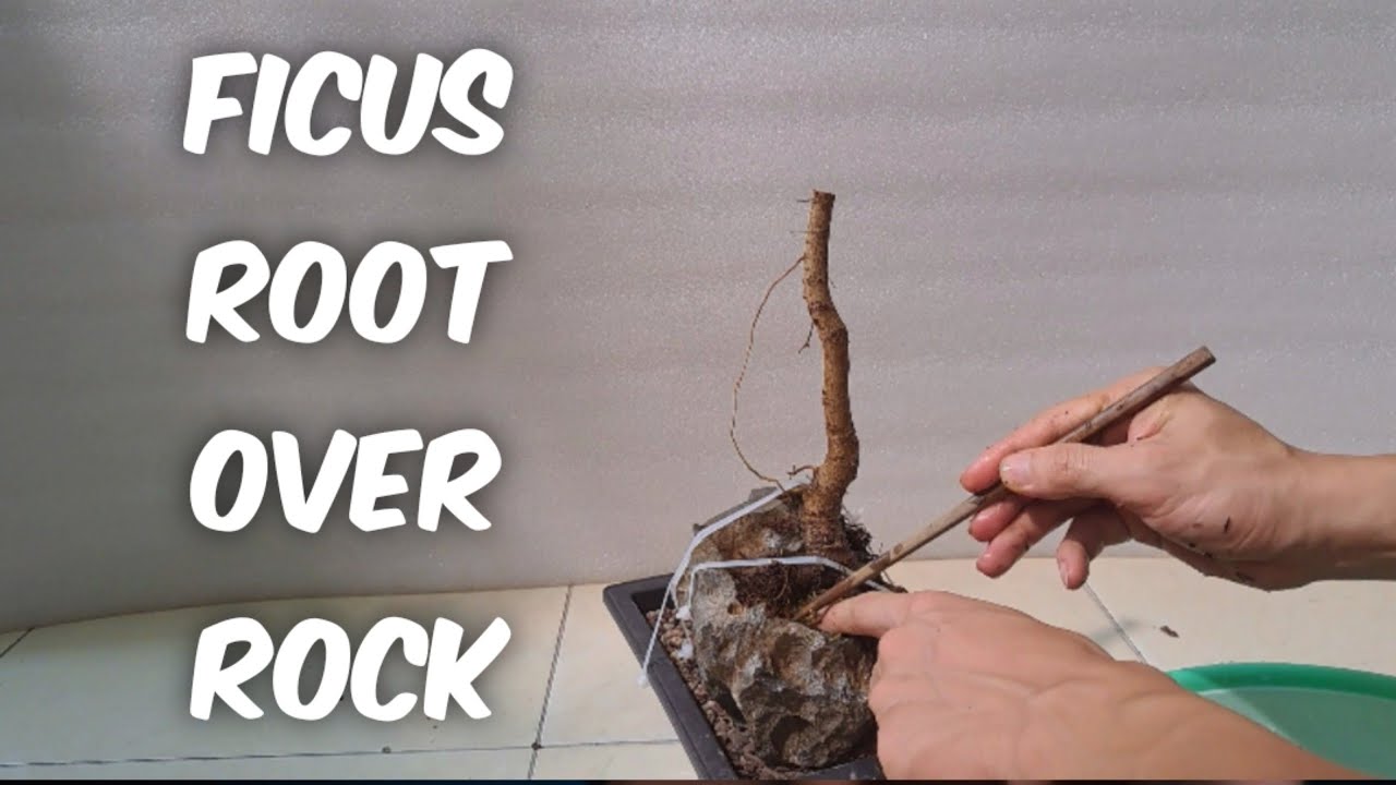Ficus Root Over Rock - Part 1 - YouTube