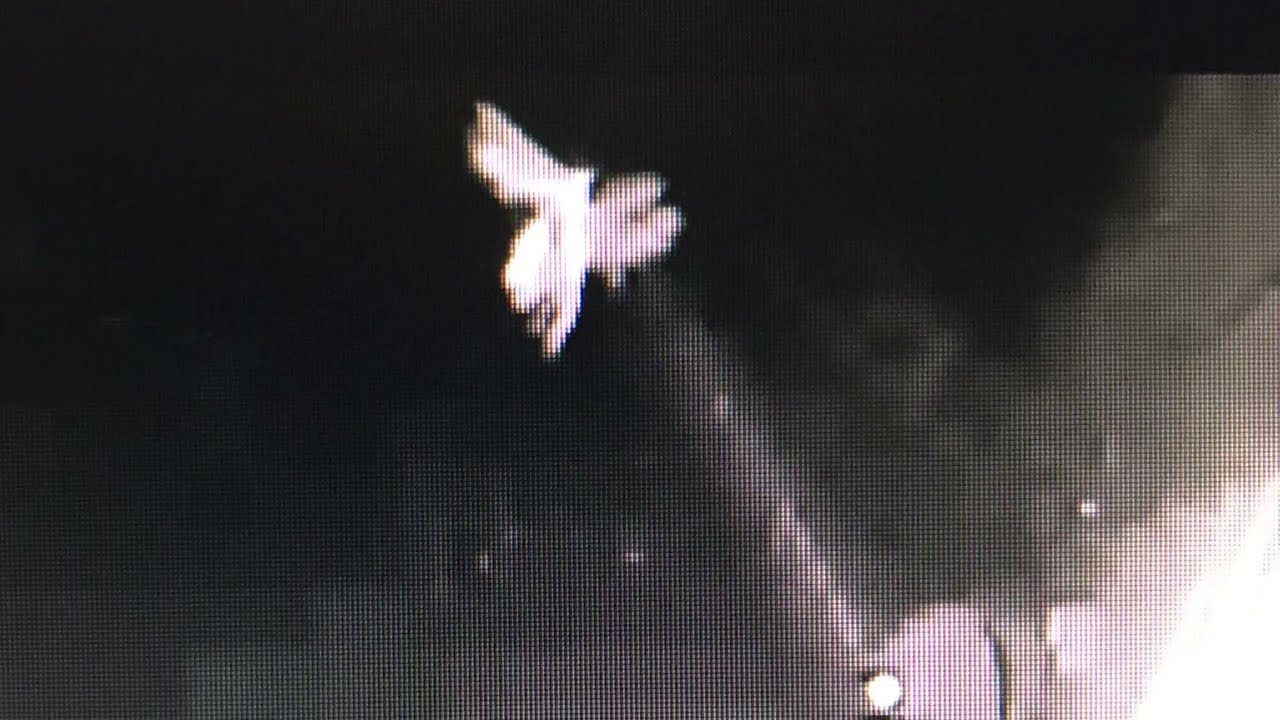 Fairy caught on camera - YouTube