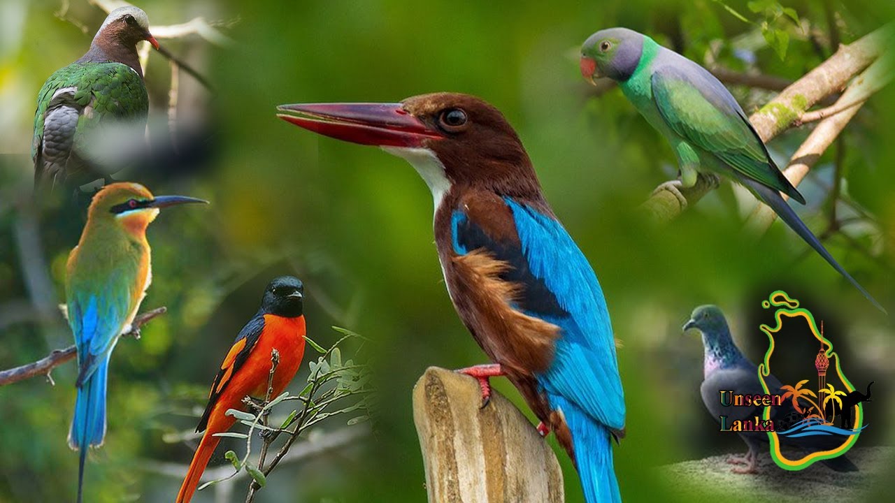 Beautiful Birds life style | Unseen Lanka - YouTube