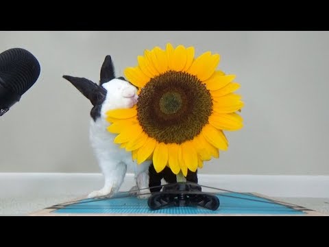 Rabbit eating sunflower ASMR