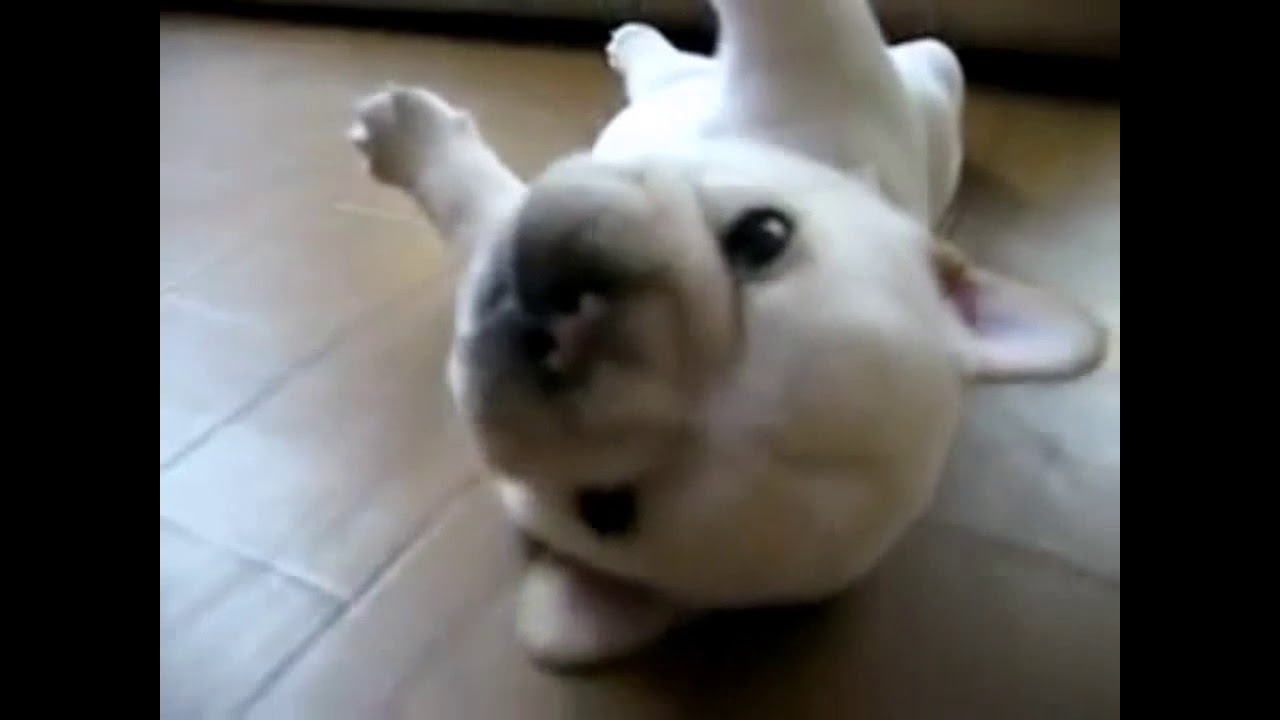 CUTE PUPPY ROLL OVER AND STAND ON HIS HEAD - YouTube
