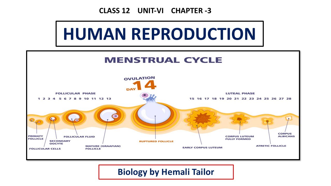 Class 12 | NEET | Human Reproduction || Menstrual Cycle | Hemali Tailor ...
