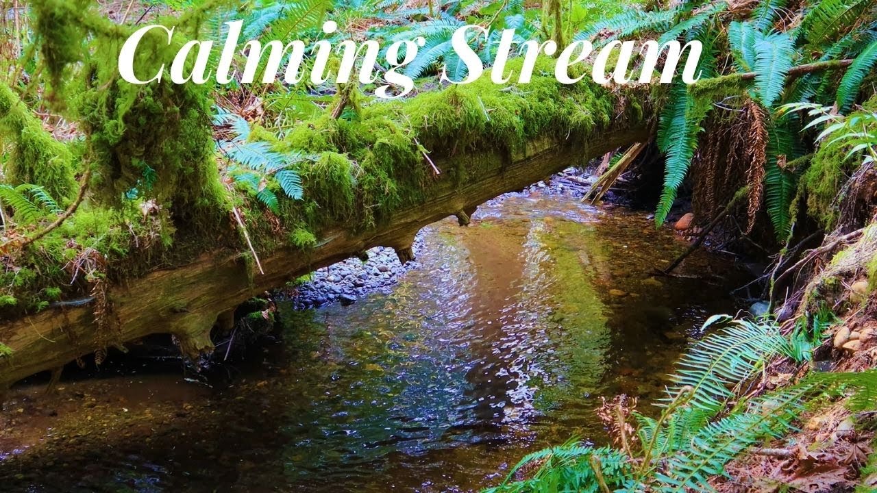 Calming Rainforest Stream (Relaxing Nature Video for Meditation, Study ...