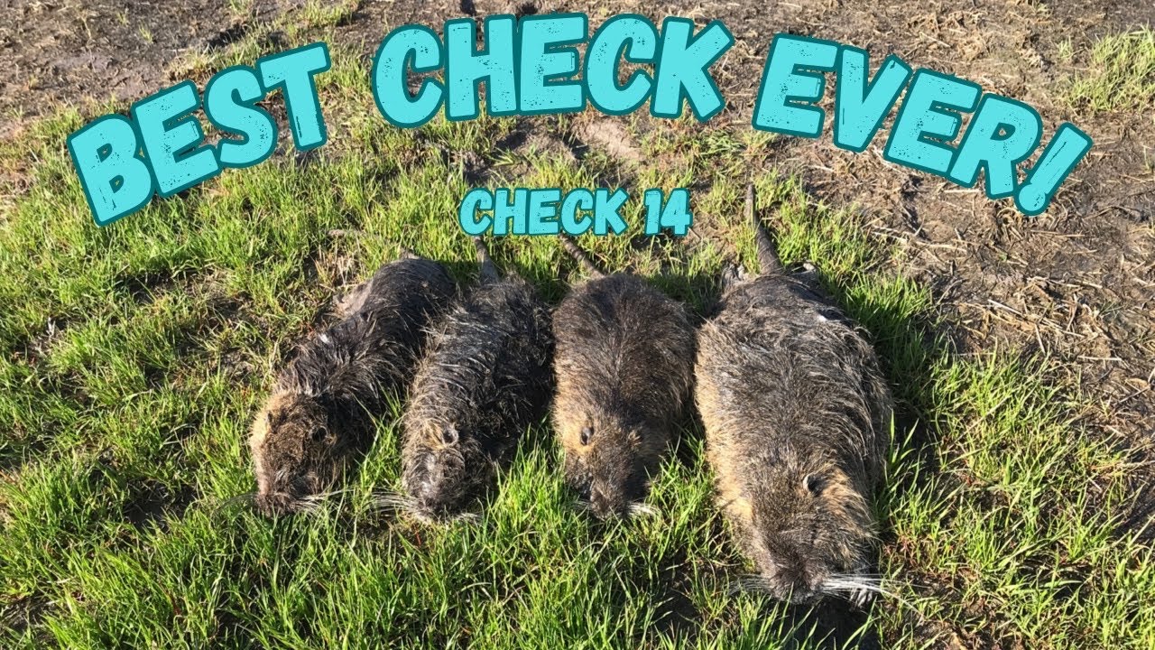 Best Trap Check EVER Since I Started Trapping! #nutriatrapping # ...