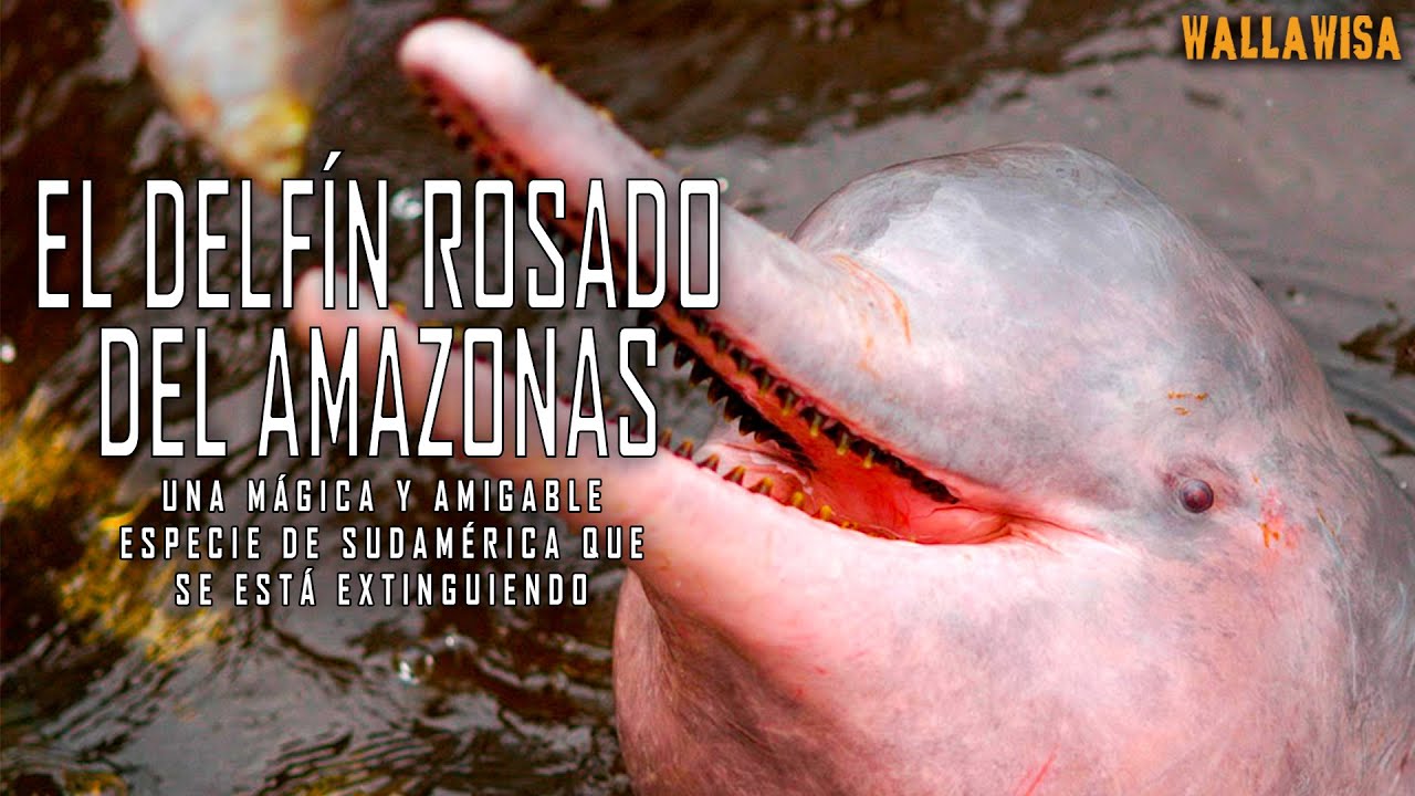 El delfín rosado del Amazonas: una especie en extremo peligro de ...