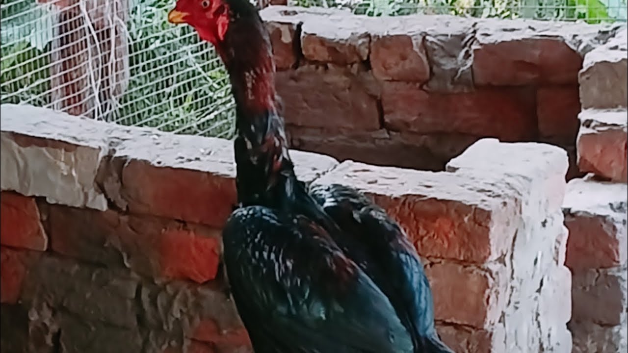 Black asil patha 👍cobra breed - YouTube