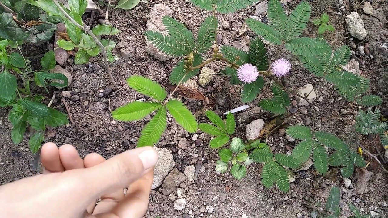 Will any plant say No!! if you touch them? Watch my video to know.🙏# ...