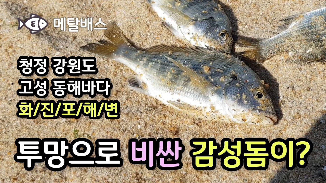 투망으로 전어와 숭어 그리고 감성돔까지 나오는 고성 화진포해변 짬투망 숭어회 1인 술상 바다투망 Castnet