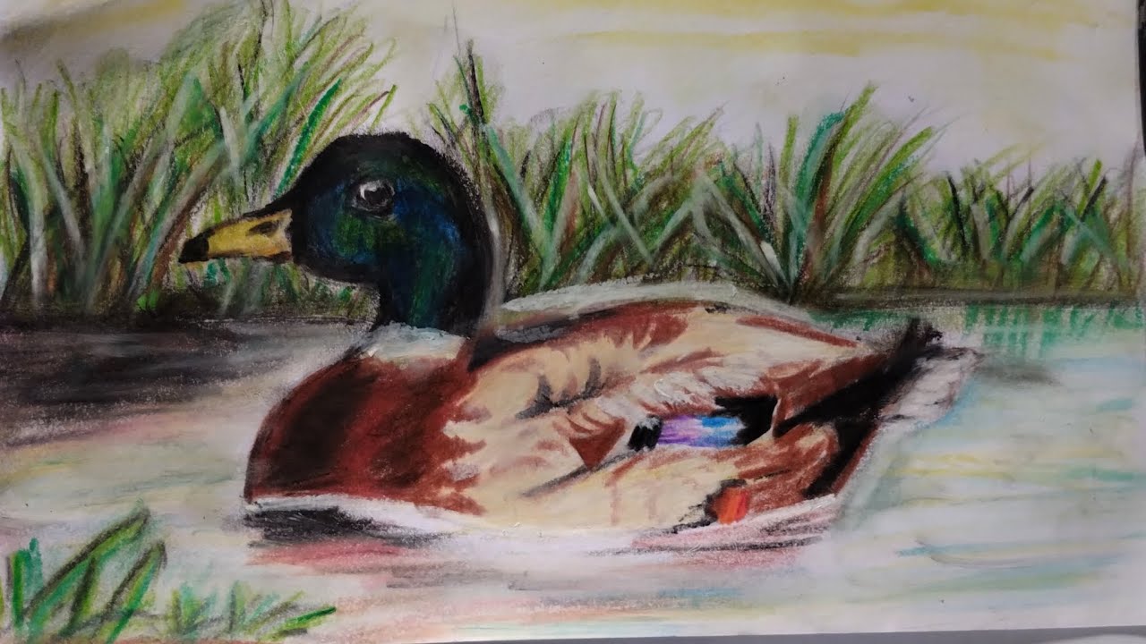 how to draw duck |very very easy duck drawing with pencil colours / oil ...