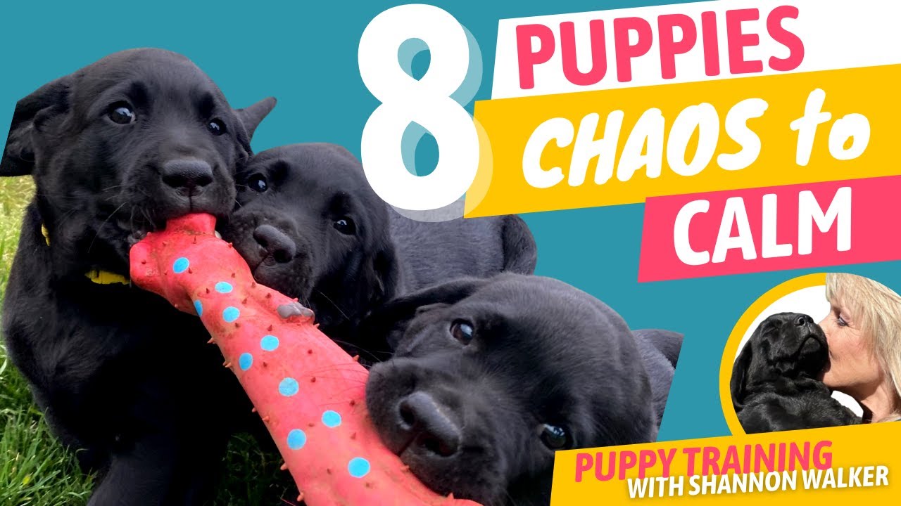 How We Transformed 8 Puppies from Chaotic to Calm! - YouTube