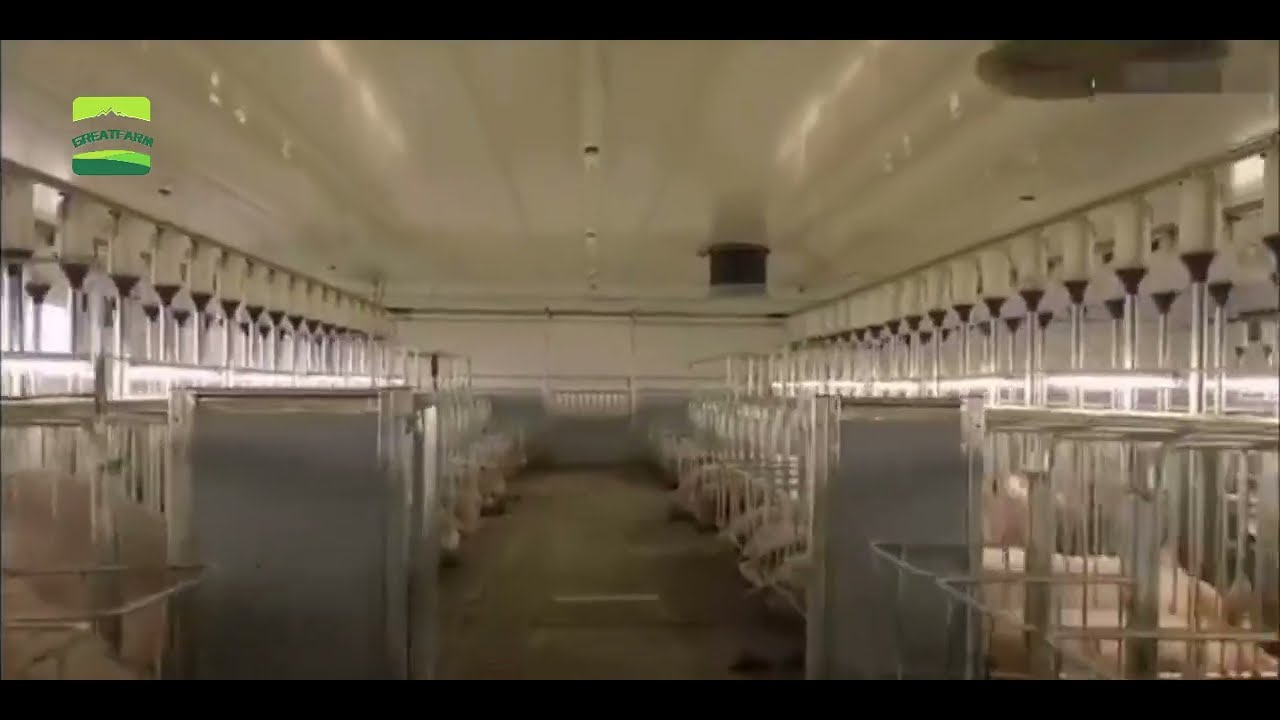 Fully automated smart pig farms work like this - YouTube