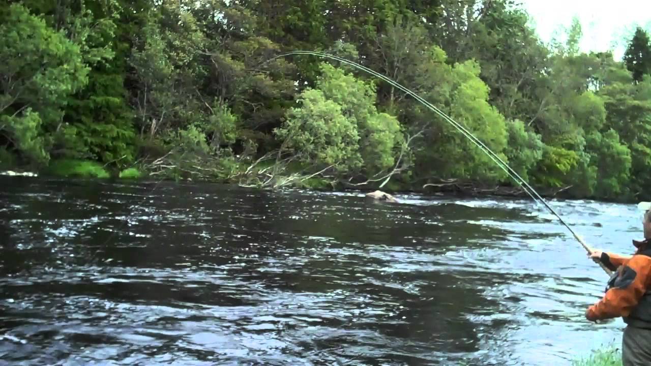 River Finn Springers 2011 - YouTube