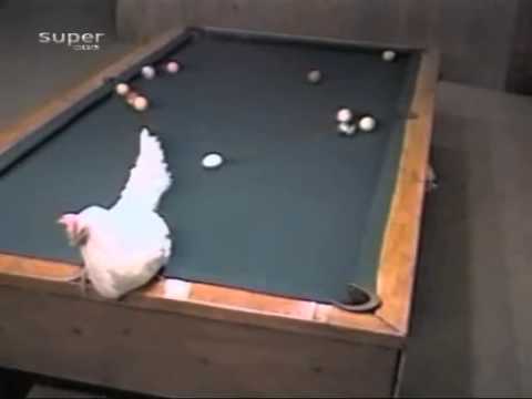 Bilardo Oynayan Tavuk