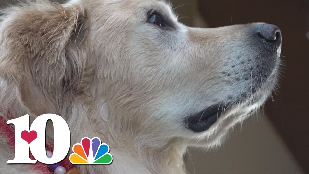 Dog rescued from Turkey serves smiles at healthcare facilities in ...