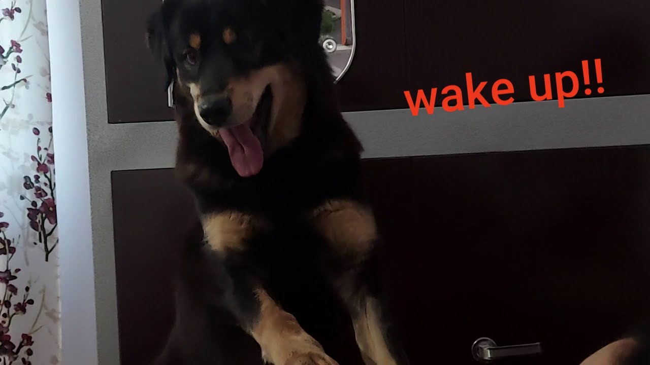 Wake Up Human 😅| how my dog wake me up in the morning ! 🌞 - YouTube