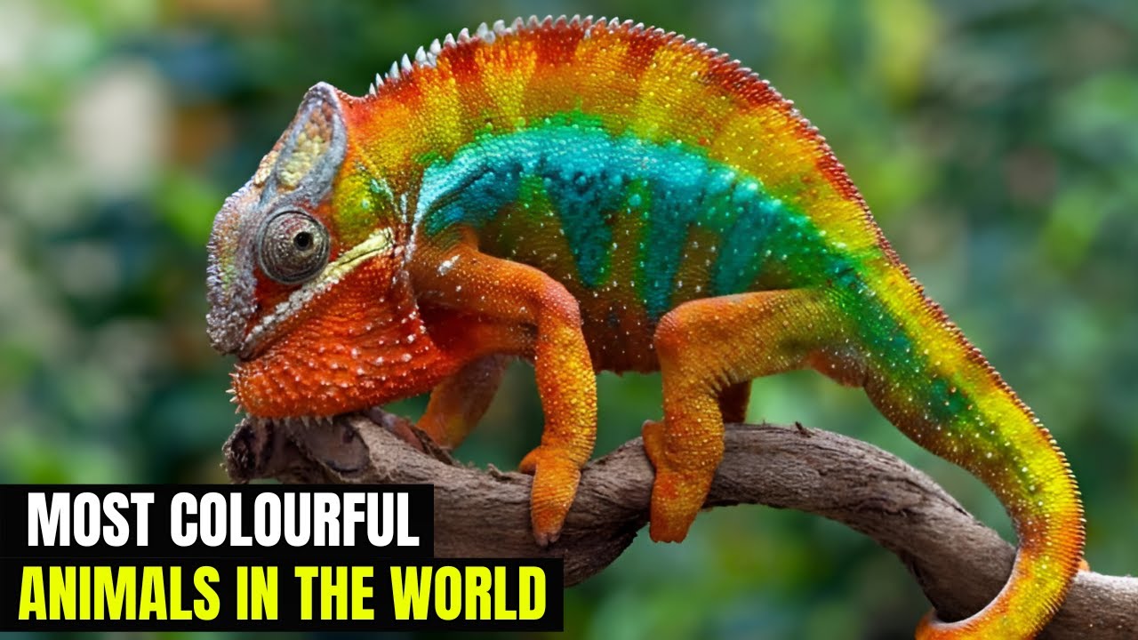 The Rainbow Connection: Discover the Most Colorful Animals in the World ...