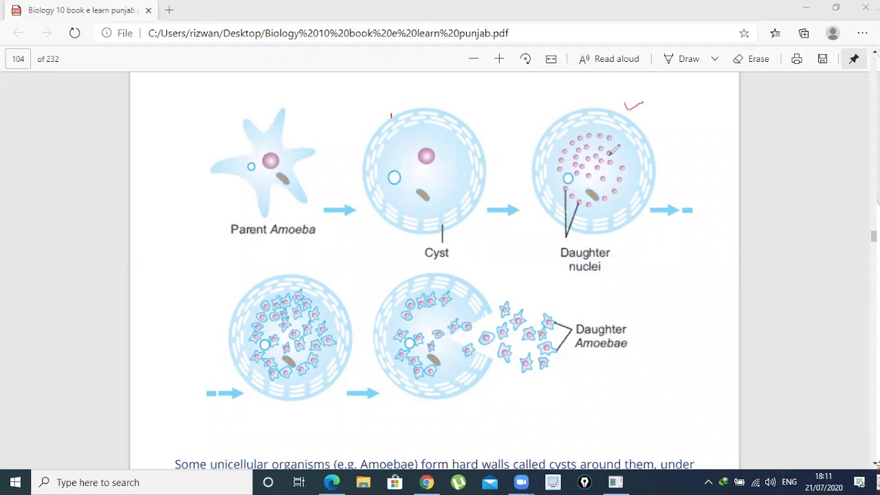 multiple fission and fragmentation - YouTube
