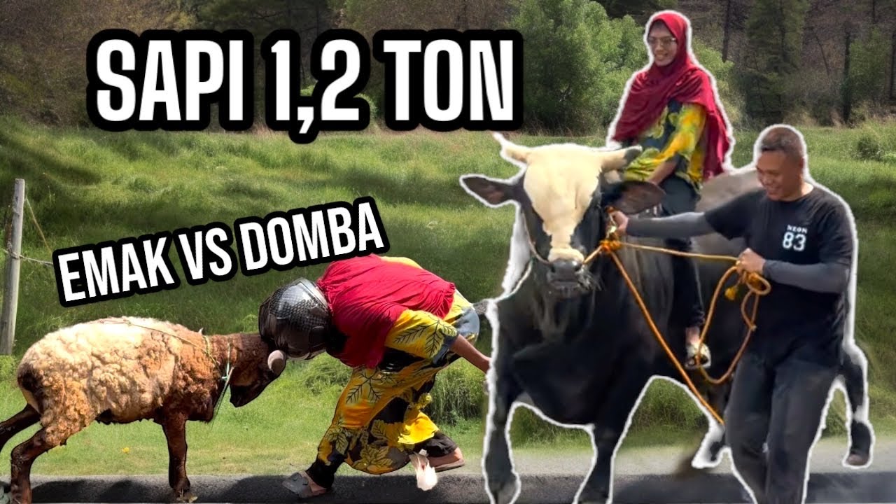 SAPI 1 TON LEBIH 🔥 #emak #emakgila - YouTube