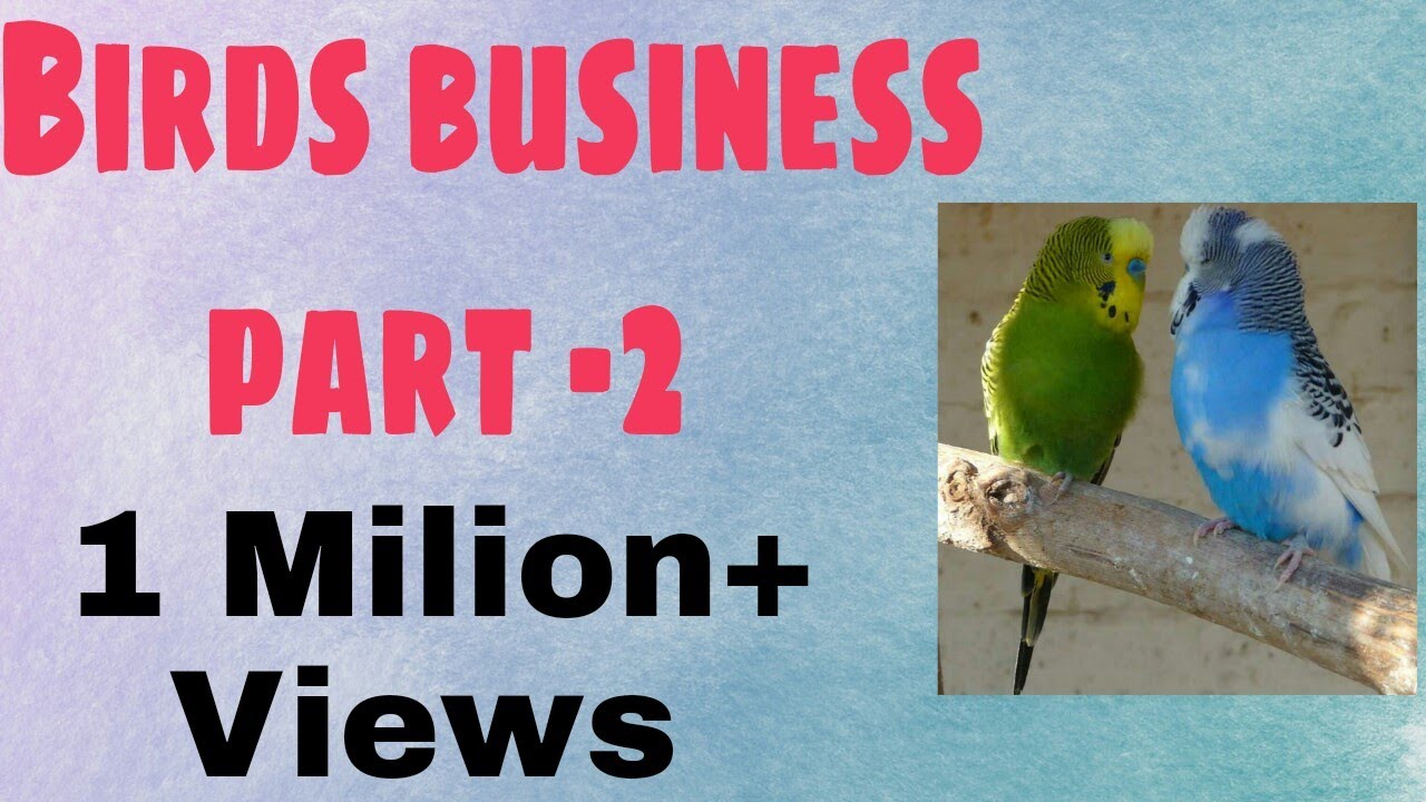 How to start Birds business PART-2. - YouTube