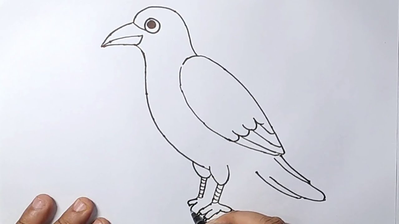 How to Draw A Crow | Easy Drawing | Simple Drawing - YouTube
