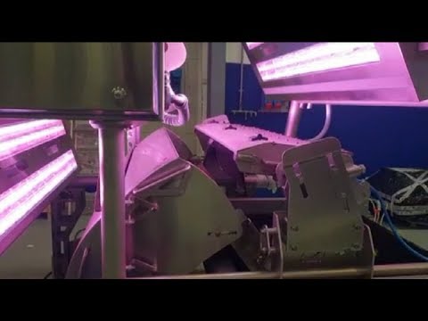 Dryce optical sortingmachine for brussels sprouts | Raytec Vision - YouTube