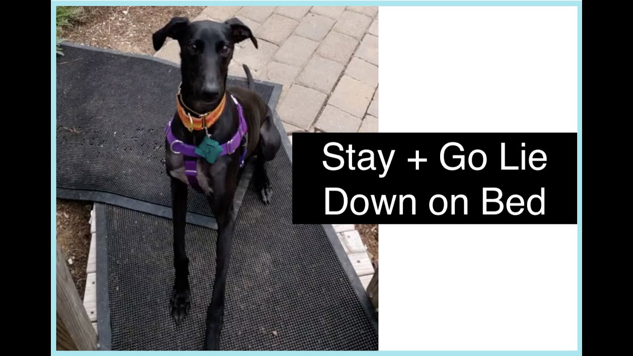 Go Lie Down Behavior with Distance - YouTube