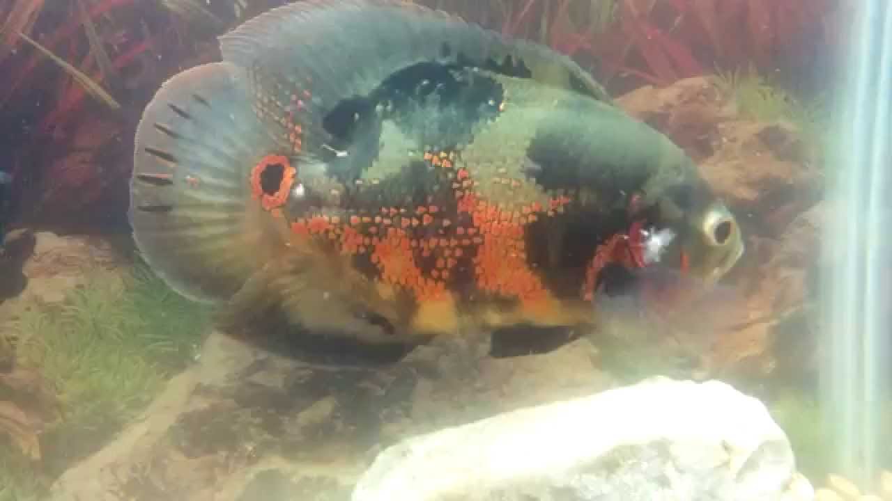 Aggressive Tiger Oscar - YouTube