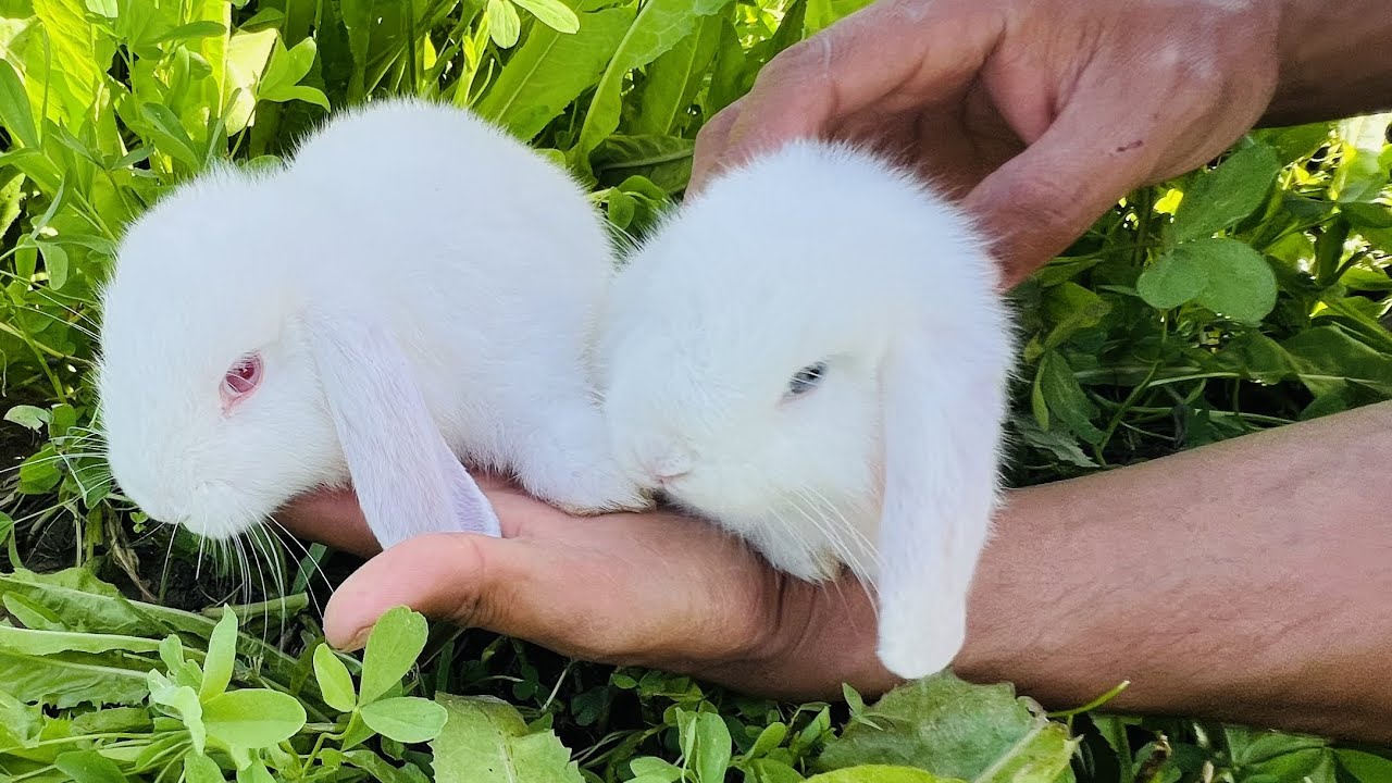 New Fancy Rabbits 🐇 Ky Naam Rakh Diye | Dehatistan - YouTube