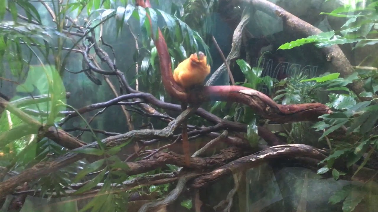 Its a monkey HEHE - YouTube