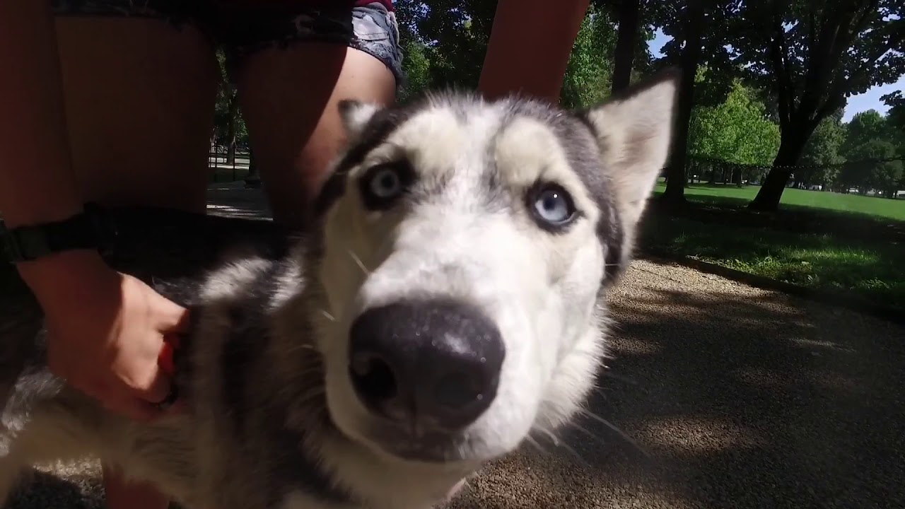 Husky, Duang! Off Leash Husky Dog Training | Off Leash K9 Training ...