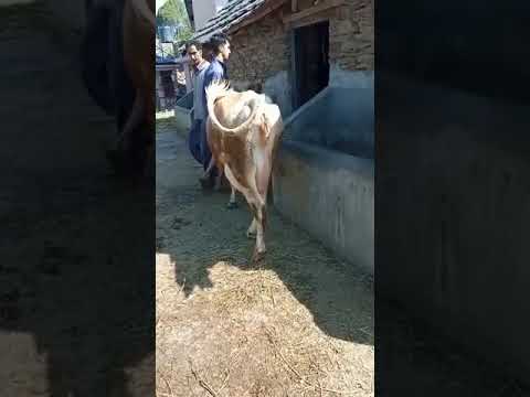 Jarsi cow farming for sale - YouTube